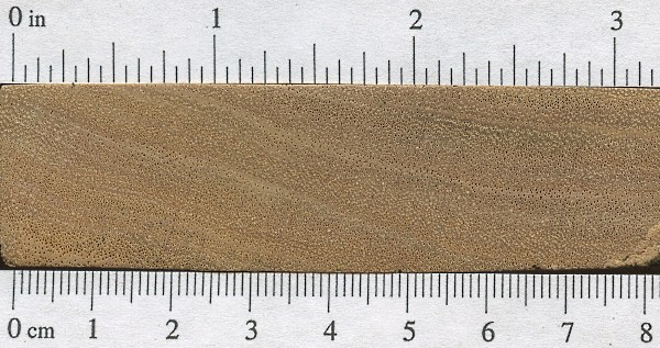 Idigbo | The Wood Database - Lumber Identification (Hardwood)