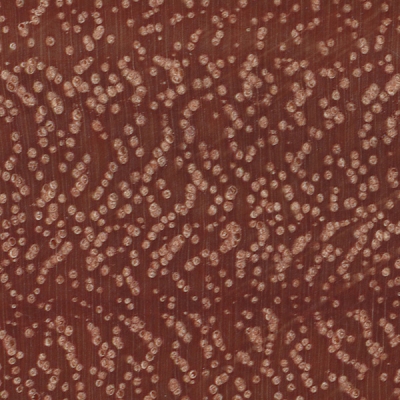 Karri | The Wood Database (Hardwood)