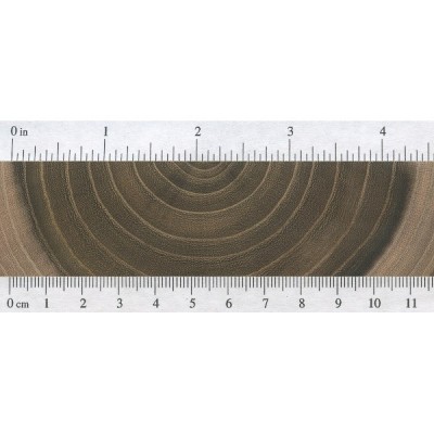 Laburnum | The Wood Database (Hardwood)