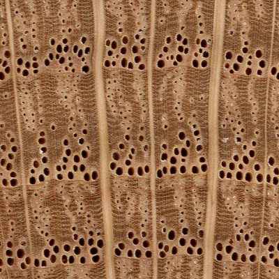 Laurel Oak | The Wood Database (Hardwood)