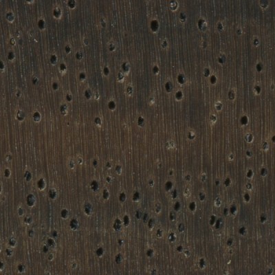 Leadwood | The Wood Database (Hardwood)