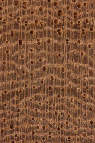 Bosse | The Wood Database (Hardwood)