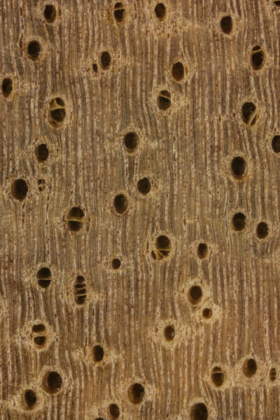 Mango | The Wood Database (Hardwood)