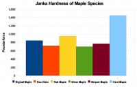Red maple | The Wood Database (Hardwood)