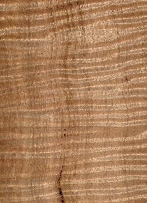 Messmate | The Wood Database (Hardwood)