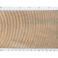 Monkey Puzzle | The Wood Database - Lumber Identification (Softwood)