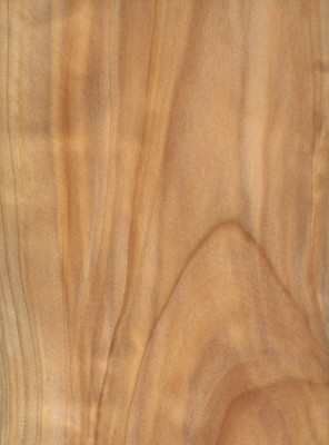 Mediterranean Cypress | The Wood Database (Softwood)
