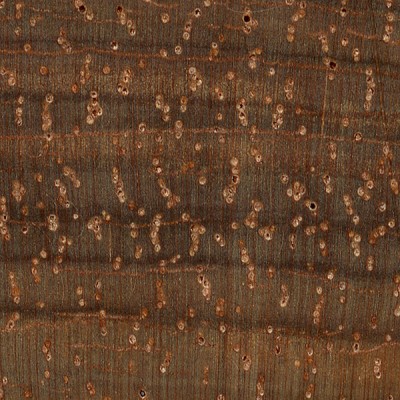 Nyatoh | The Wood Database (Hardwood)