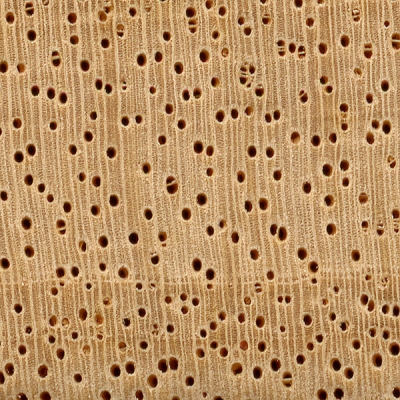 Obeche | The Wood Database - Lumber Identification (Hardwood)
