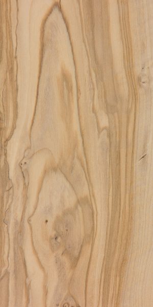 Oleaceae (Olive) Family | The Wood Database