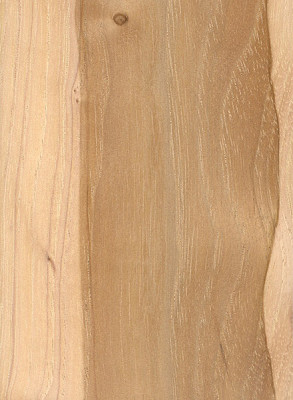 Pecan | The Wood Database (Hardwood)