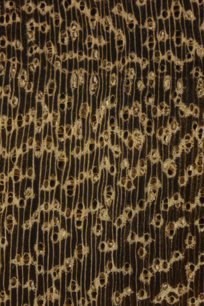 Afrormosia | The Wood Database (Hardwood)