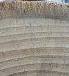 Hardwood Anatomy | The Wood Database
