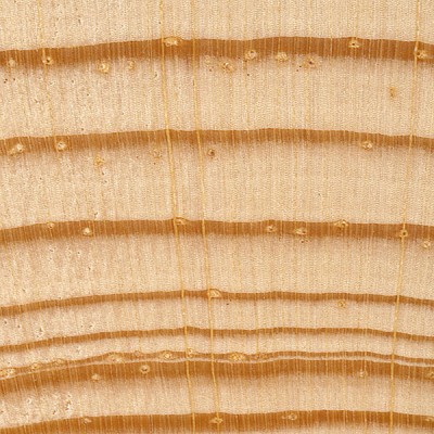 Pitch Pine | The Wood Database (Softwood)