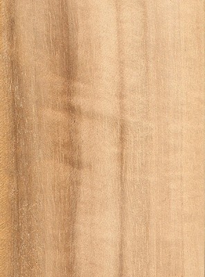 Queensland Maple | The Wood Database (Hardwood)