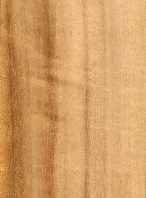 Queensland Maple | The Wood Database (Hardwood)