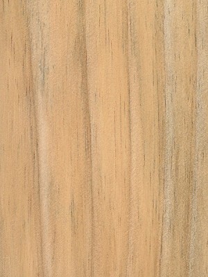 Ocote Pine | The Wood Database (Softwood)
