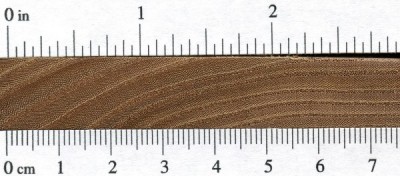 Red Elm | The Wood Database (Hardwood)