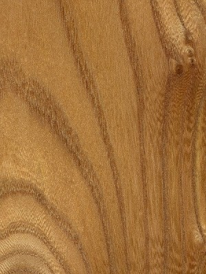 Red Elm | The Wood Database (Hardwood)