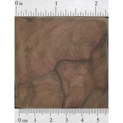 Red Mallee | The Wood Database (Hardwood)