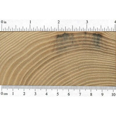 Sassafras | The Wood Database - Lumber Identification (Hardwood)