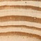 Scots Pine | The Wood Database (Softwood)