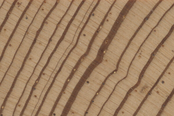 Pinaceae | The Wood Database