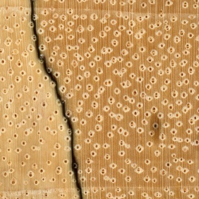 Tamarind | The Wood Database (Hardwood)