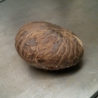 Tagua Nut | The Wood Database (Monocot)