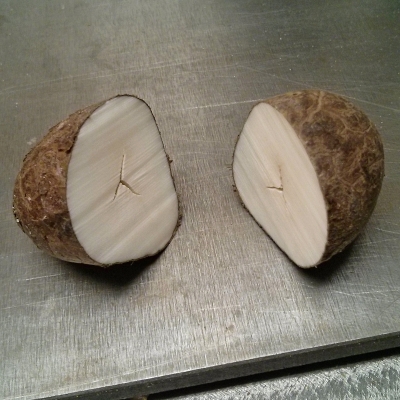 Tagua Nut | The Wood Database (Monocot)