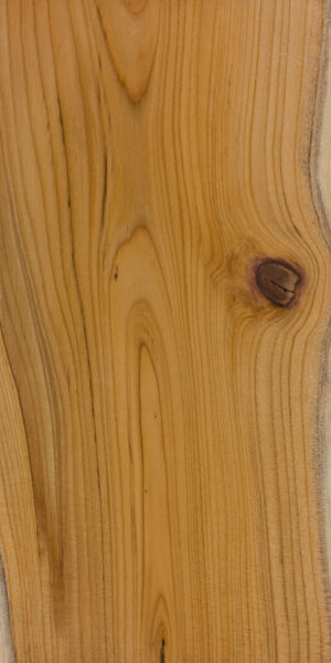 European Yew | The Wood Database (Softwood)