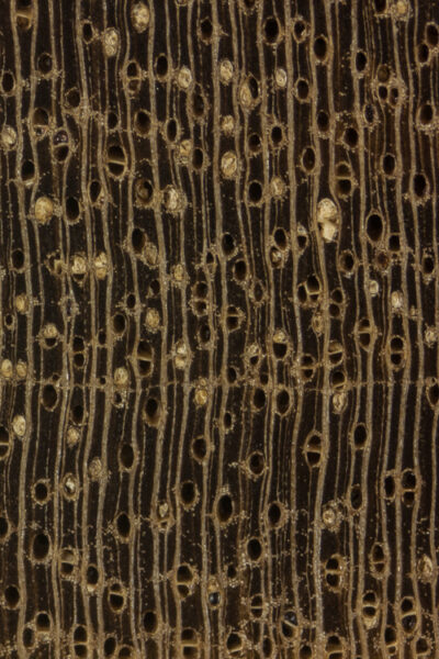 Jucaro | The Wood Database (Hardwood)