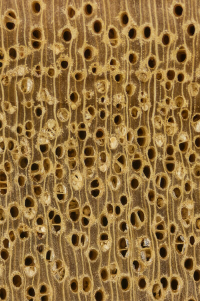 Idigbo | The Wood Database (Hardwood)