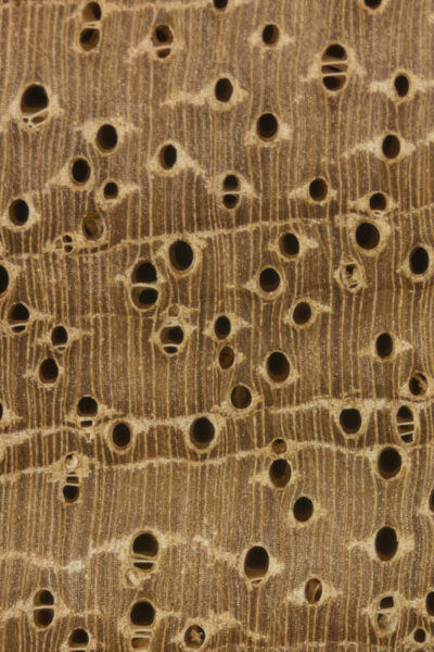 Limba | The Wood Database (Hardwood)