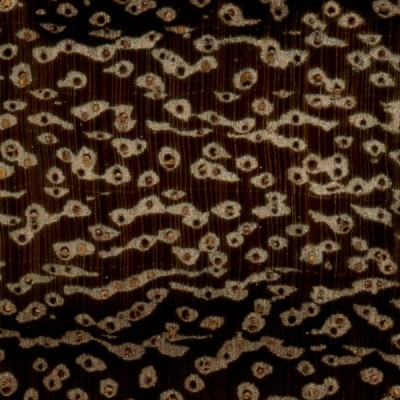 Tigre Caspi | The Wood Database (Hardwood)