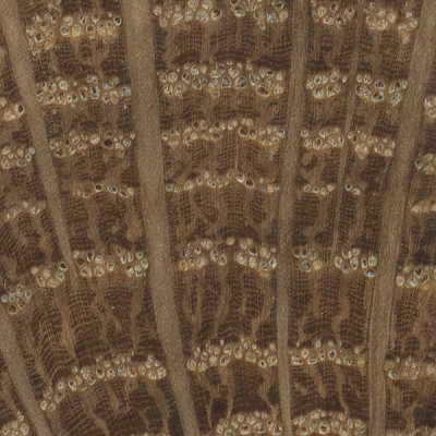 Turkey Oak | The Wood Database (Hardwood)