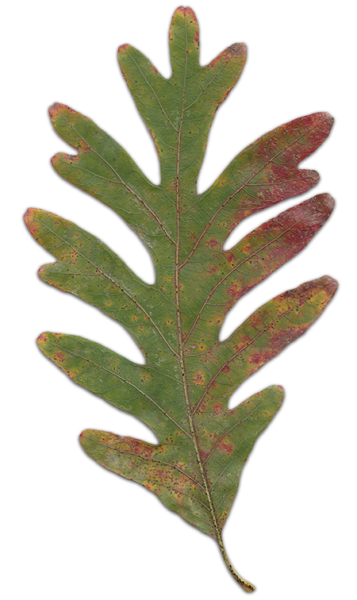 Distinguishing Red and White Oak | The Wood Database